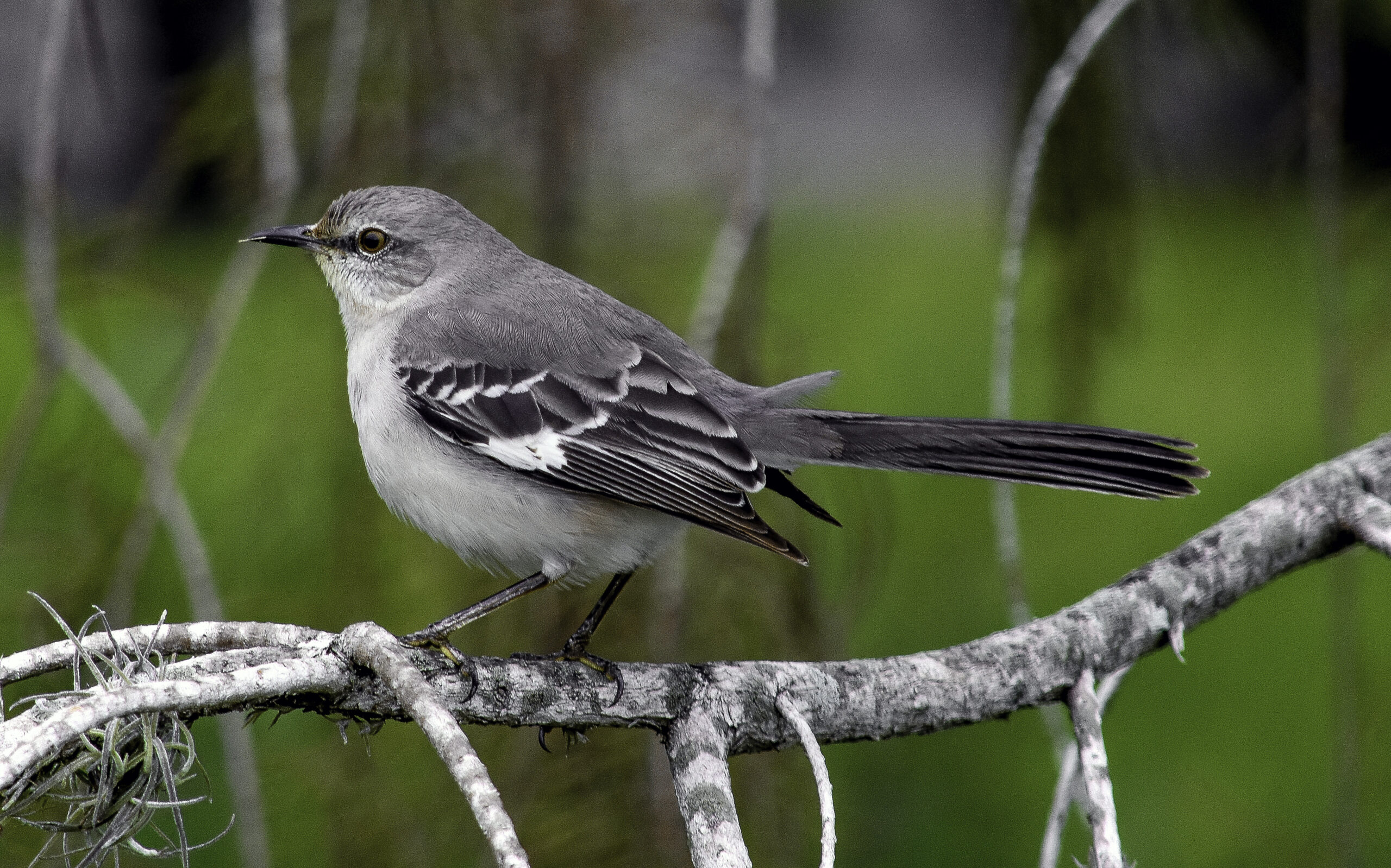 Love Taught by the Mockingbirds – The Cowl